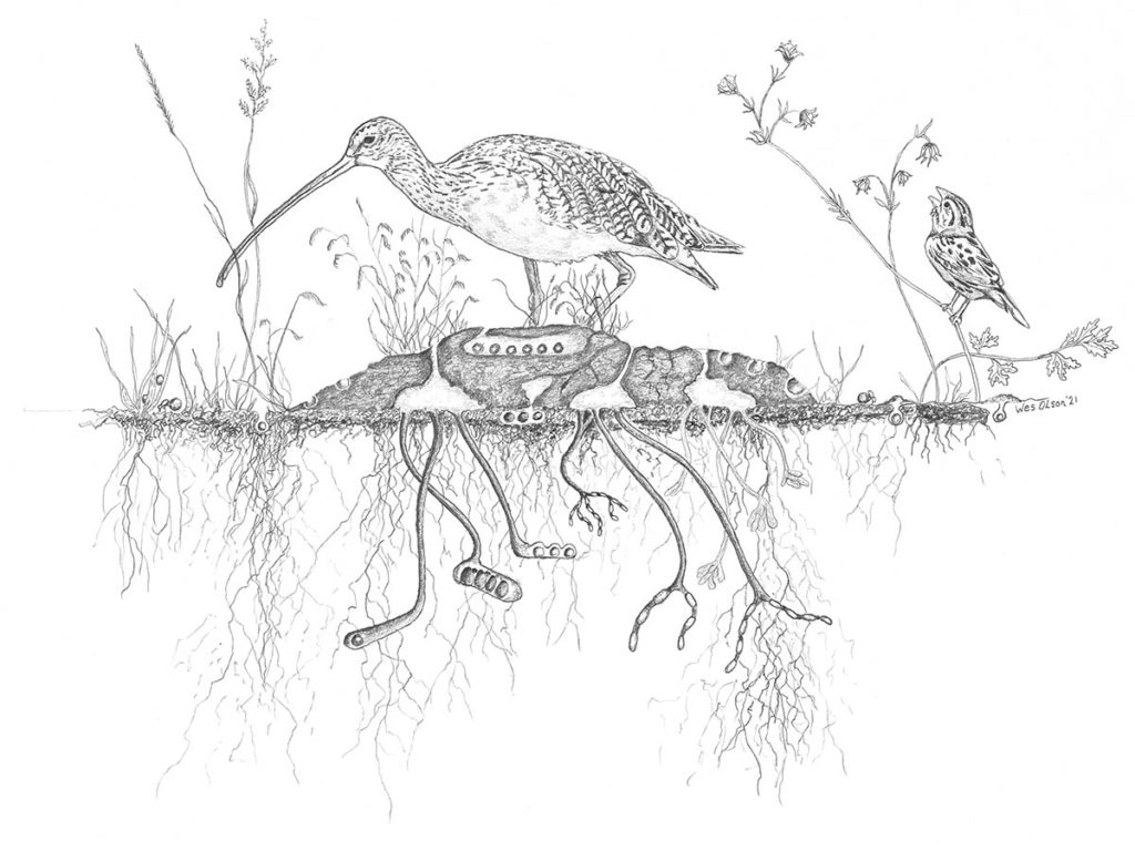 Endangered Spaces - Grizzly - Picture This Framing & Gallery