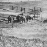 The Art of Ryan Jacque | Picture This Gallery | Edmonton Region ...